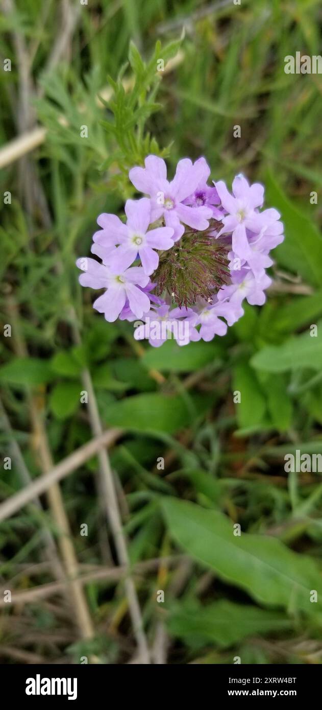 Dakota mock vervain (Glandularia bipinnatifida) Plantae Stock Photo - Alamy