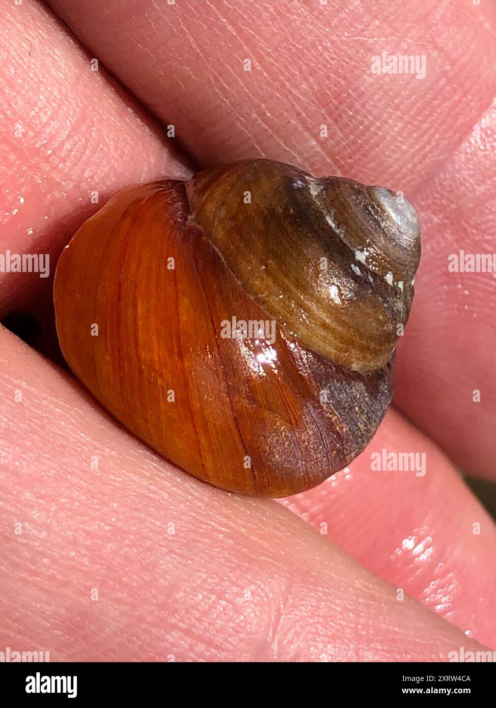 Brown Tegula (Tegula brunnea) Mollusca Stock Photo - Alamy