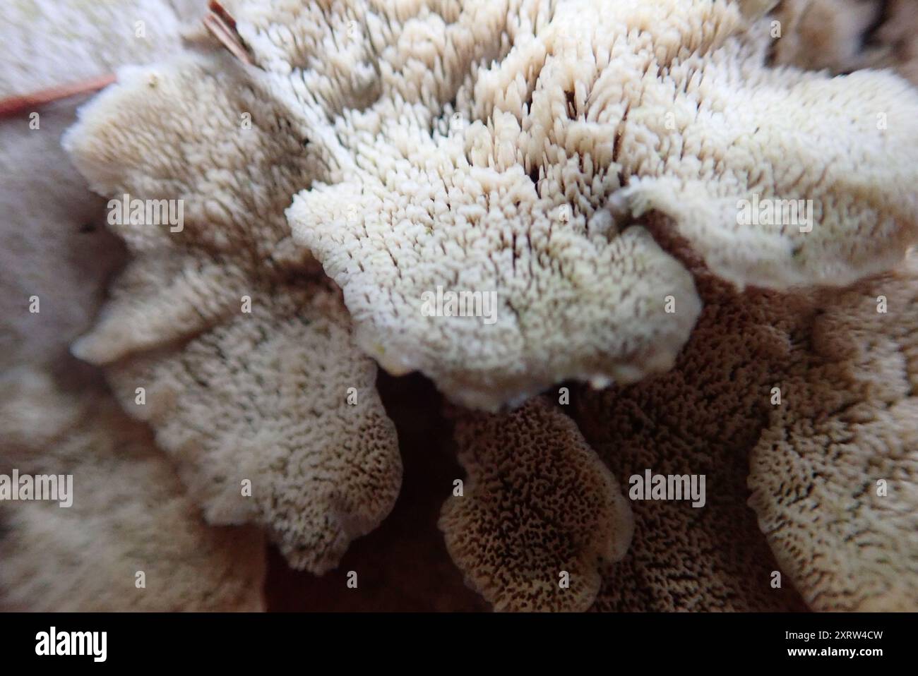 Milk-white Toothed Polypore (Irpex lacteus) Fungi Stock Photo - Alamy