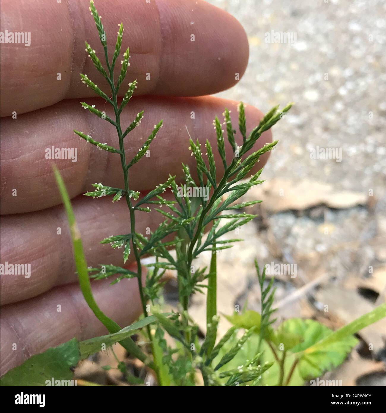 Fern-grass (Catapodium rigidum) Plantae Stock Photo - Alamy