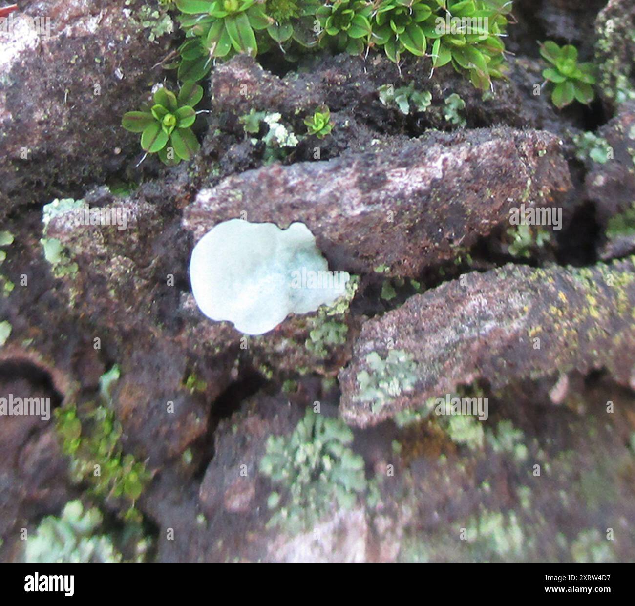 Ruffle Lichens (Parmotrema) Fungi Stock Photo - Alamy