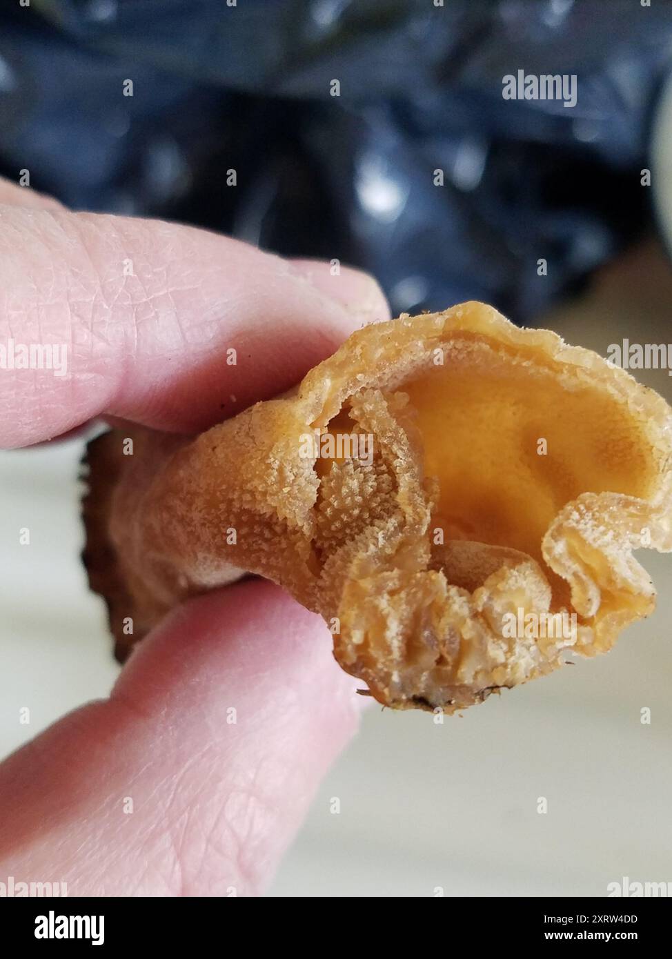 black morel (Morchella angusticeps) Fungi Stock Photo - Alamy