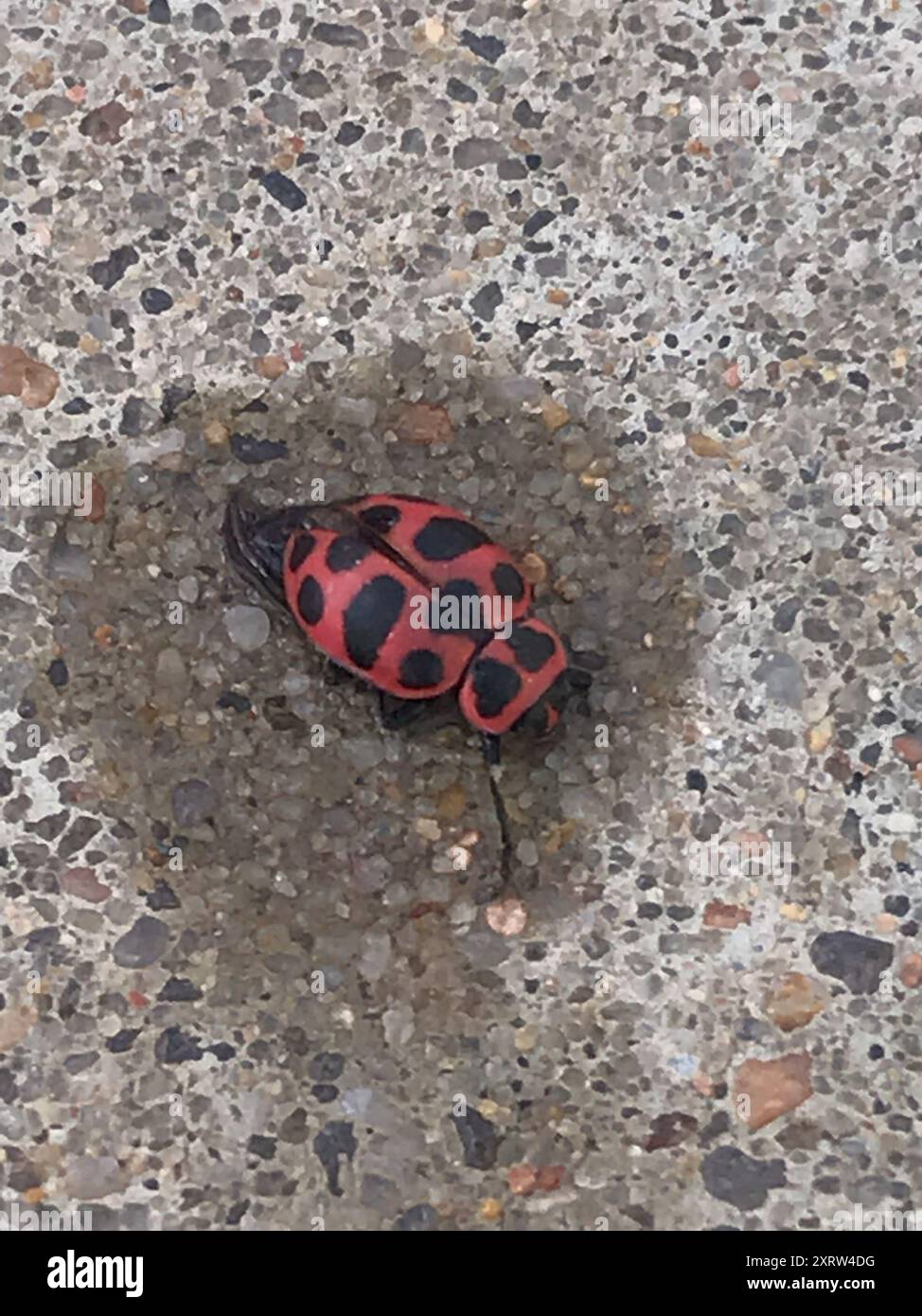 Spotted Pink Lady Beetle (Coleomegilla maculata) Insecta Stock Photo ...