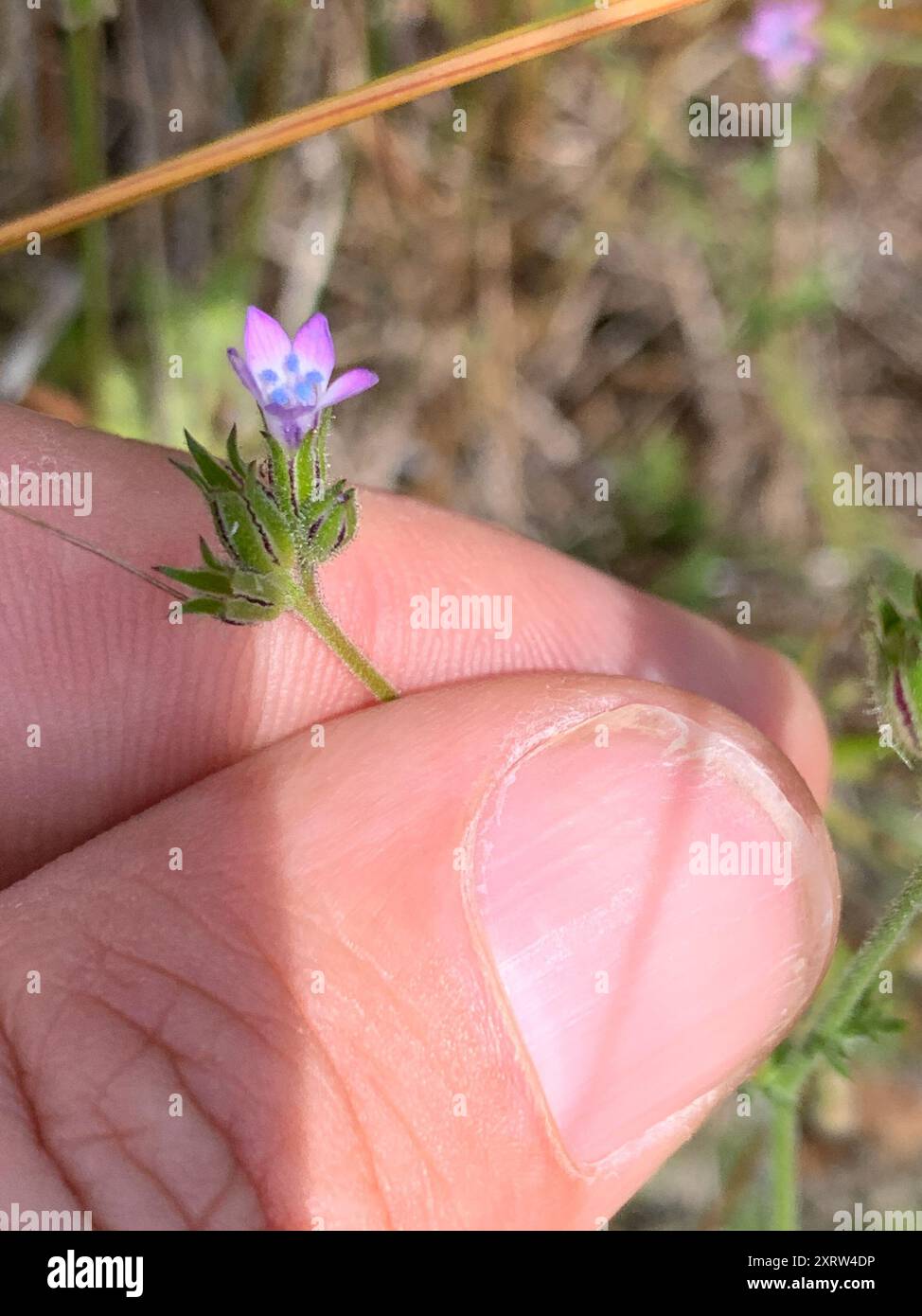 Purplespot hi-res stock photography and images - Alamy