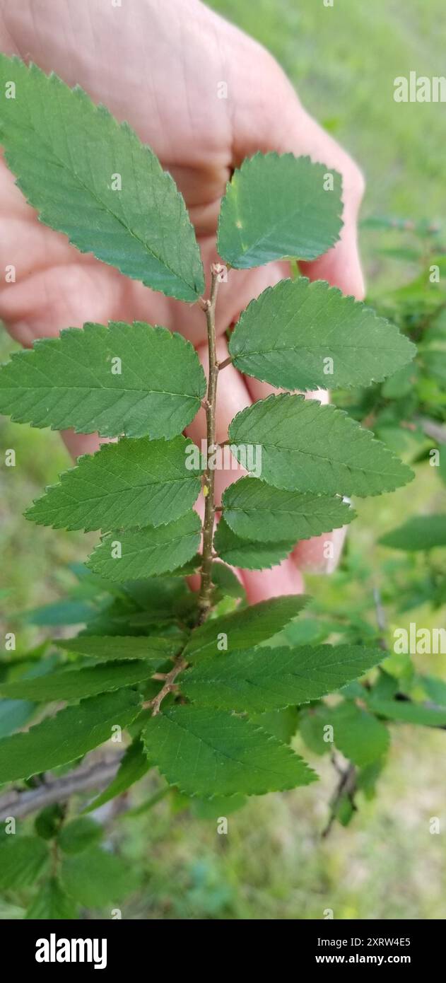 Cedar Elm (Ulmus crassifolia) Plantae Stock Photo - Alamy