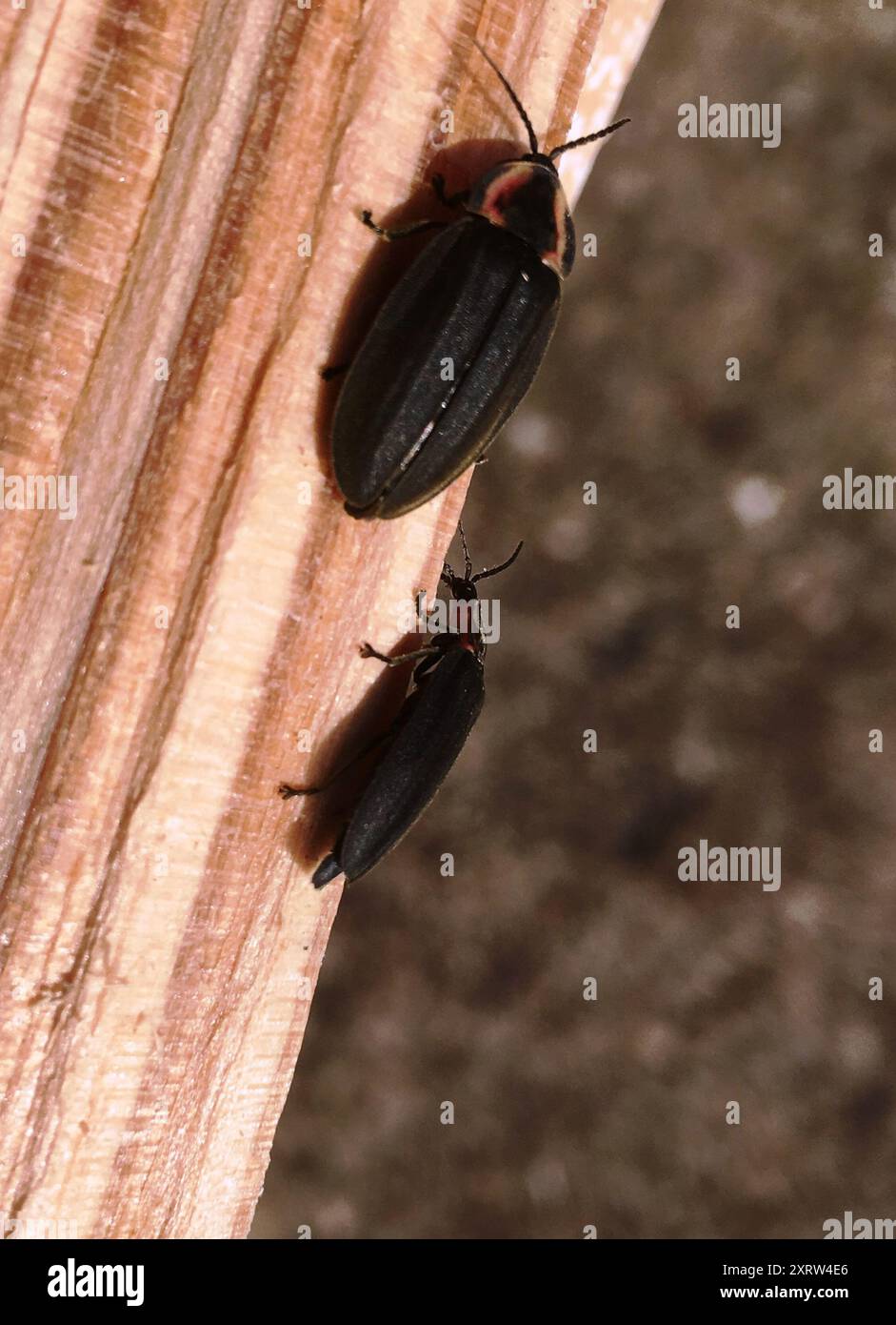 Winter Firefly (Ellychnia corrusca) Insecta Stock Photo - Alamy