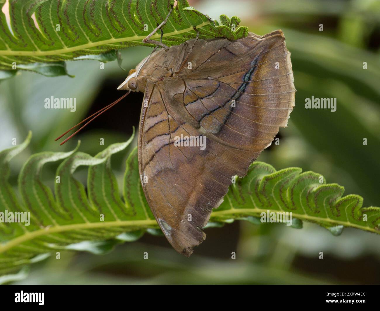 Orion Cecropian (Historis odius) Insecta Stock Photo - Alamy
