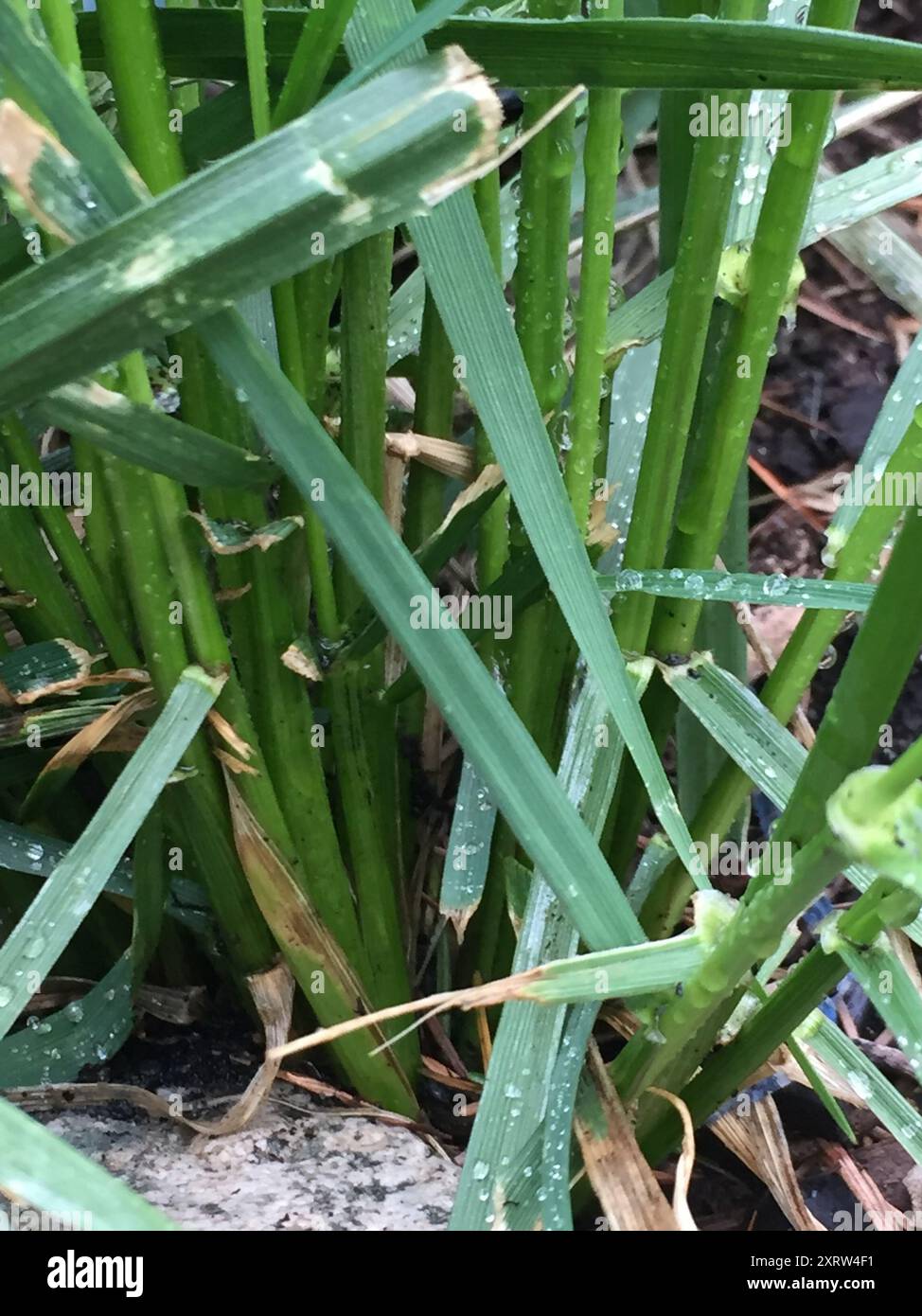 grasses (Poaceae) Plantae Stock Photo - Alamy