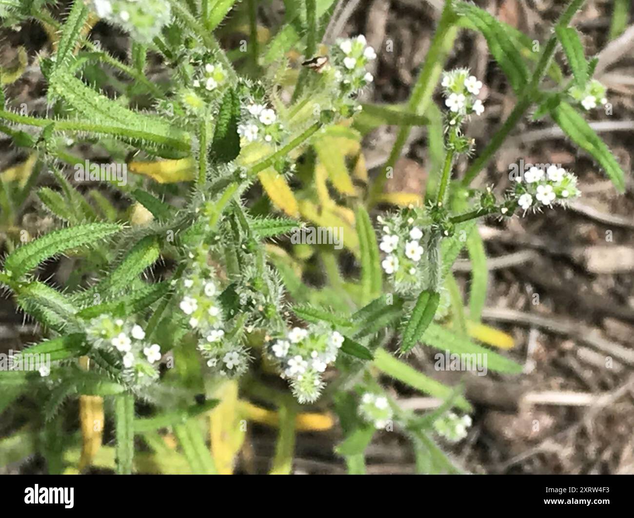 Clearwater cryptantha (Cryptantha intermedia) Plantae Stock Photo - Alamy