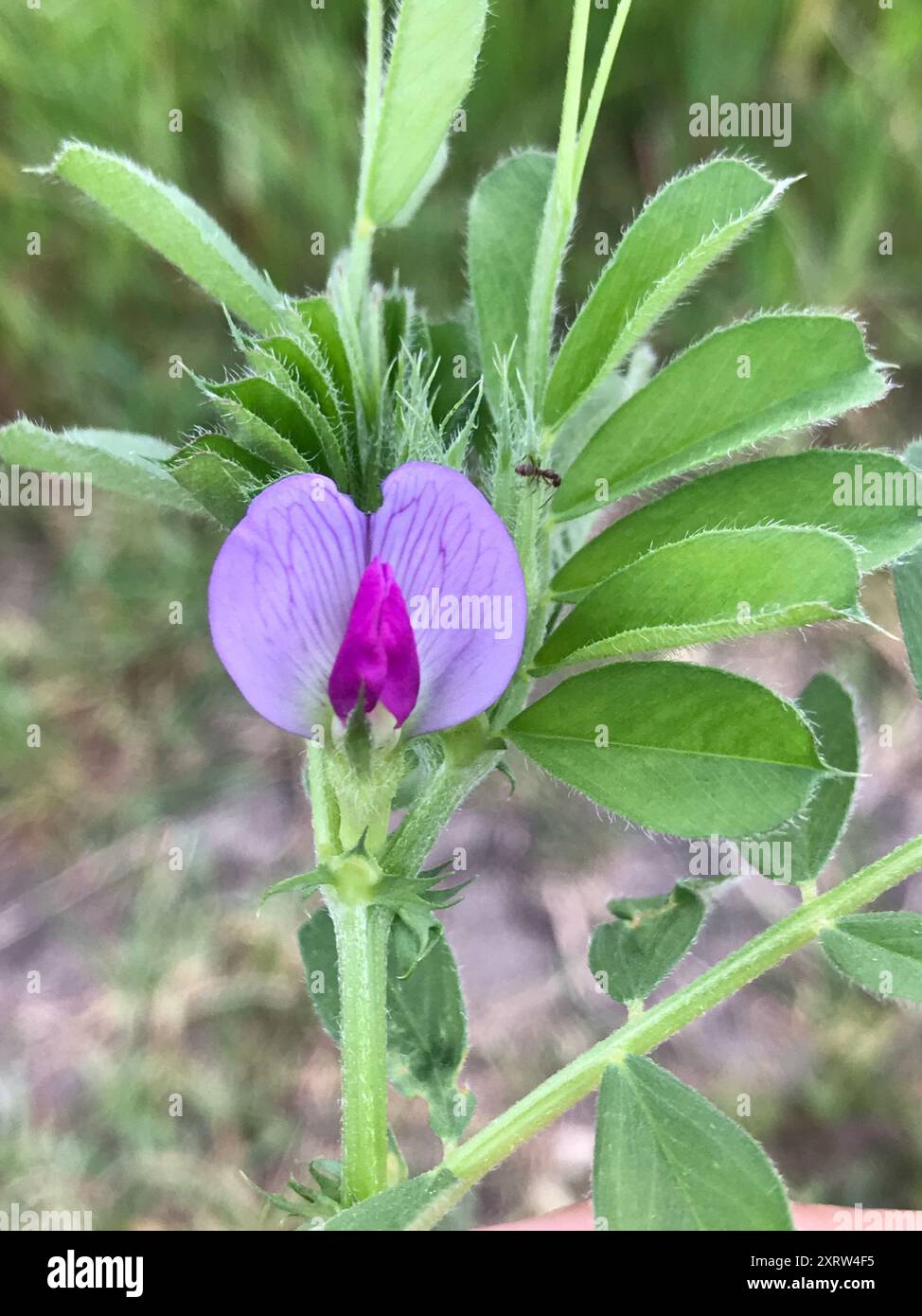 spring vetch (Vicia sativa sativa) Plantae Stock Photo - Alamy