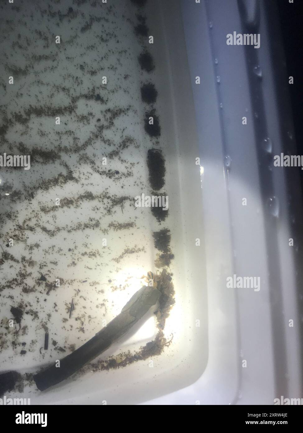 Giant Casemaker Caddisflies (Phryganeidae) Insecta Stock Photo - Alamy