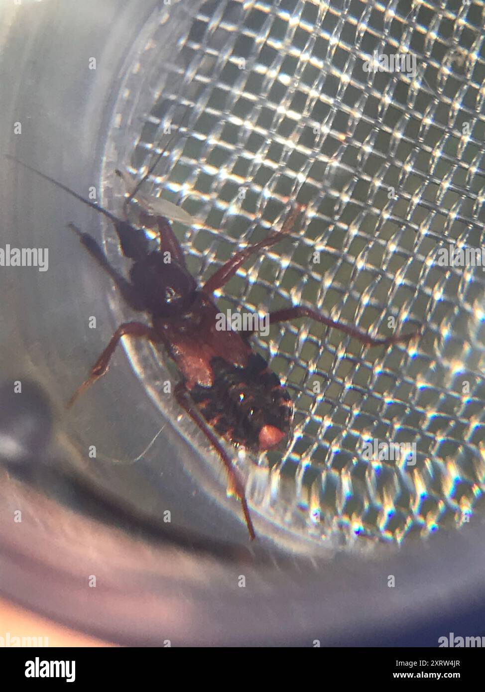 Western Corsair Bug (Rasahus thoracicus) Insecta Stock Photo - Alamy