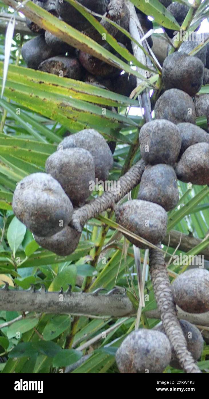 Ilala palm (Hyphaene coriacea) Plantae Stock Photo - Alamy