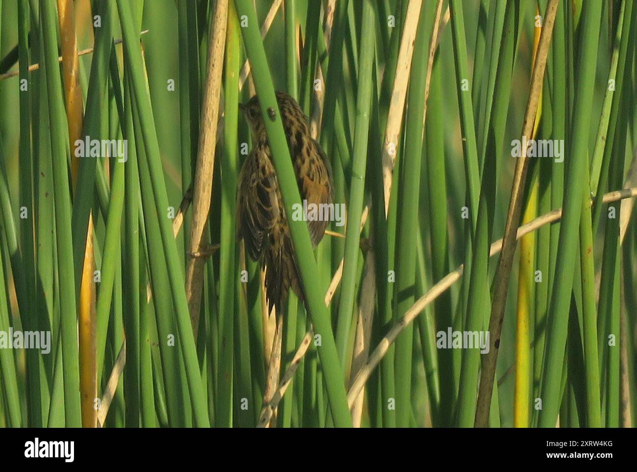 Bay-capped Wren-Spinetail (Spartonoica maluroides) Aves Stock Photo - Alamy