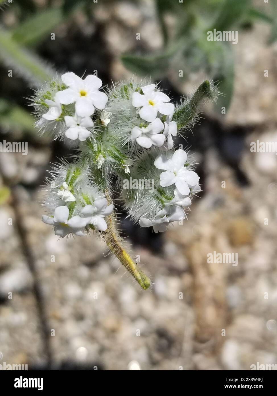 Clearwater cryptantha (Cryptantha intermedia) Plantae Stock Photo - Alamy