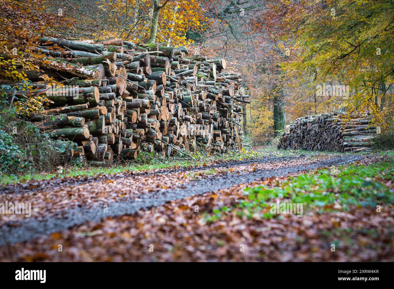 Logs and large tree trunks stacked logs in a forest after being cut ...