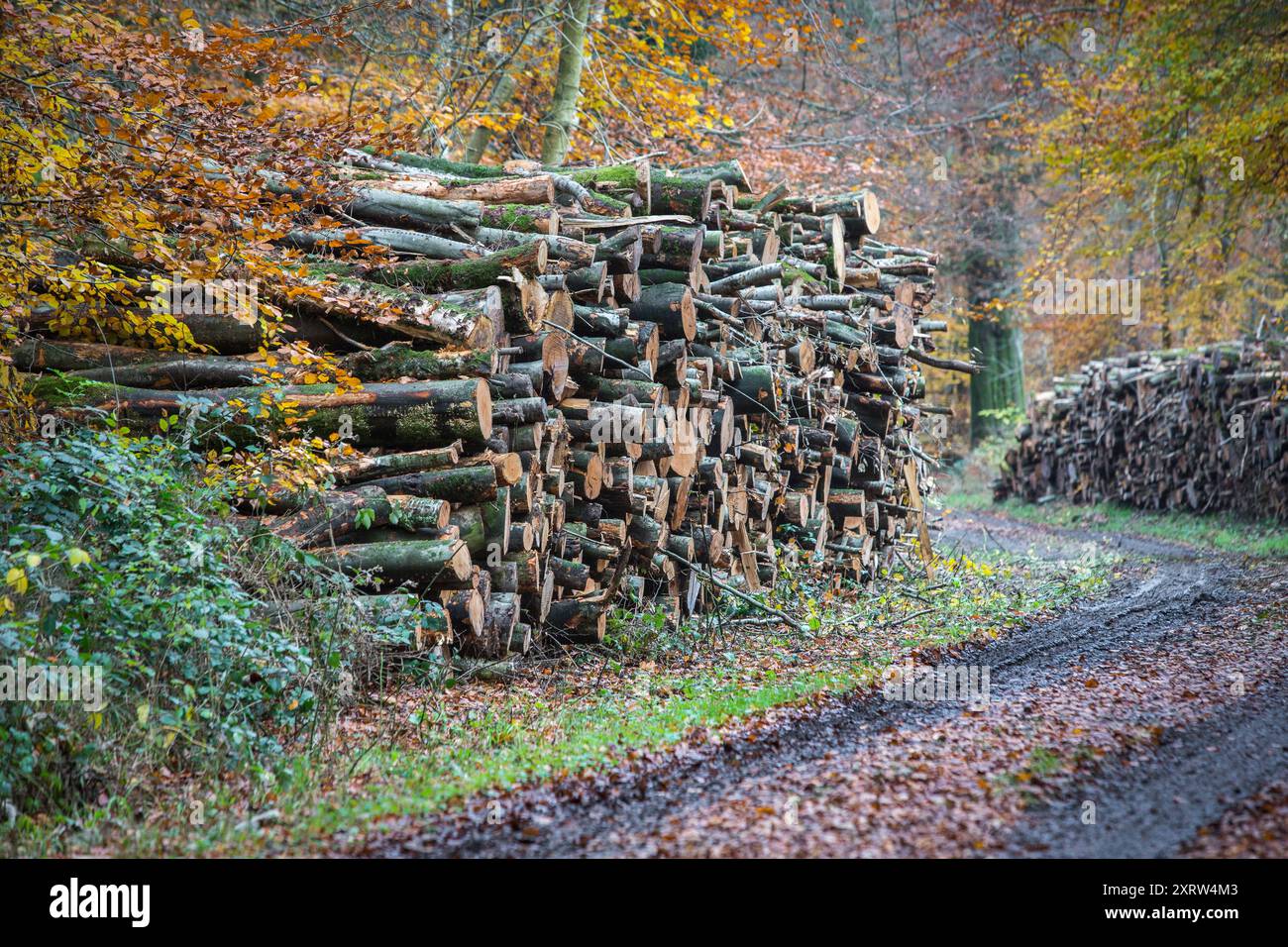 Logs and large tree trunks stacked logs in a forest after being cut ...