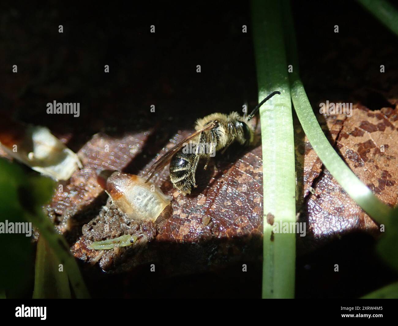 Mining Bees (Andrena) Insecta Stock Photo - Alamy