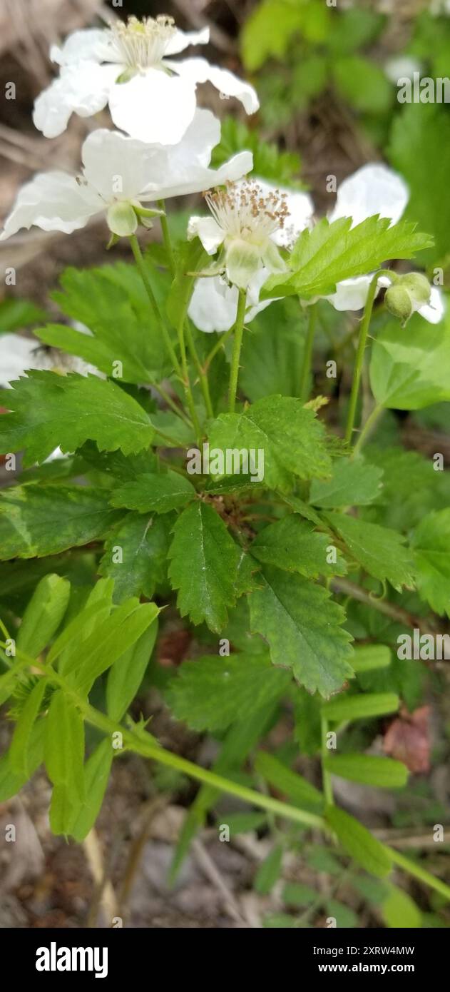 southern dewberry (Rubus trivialis) Plantae Stock Photo - Alamy