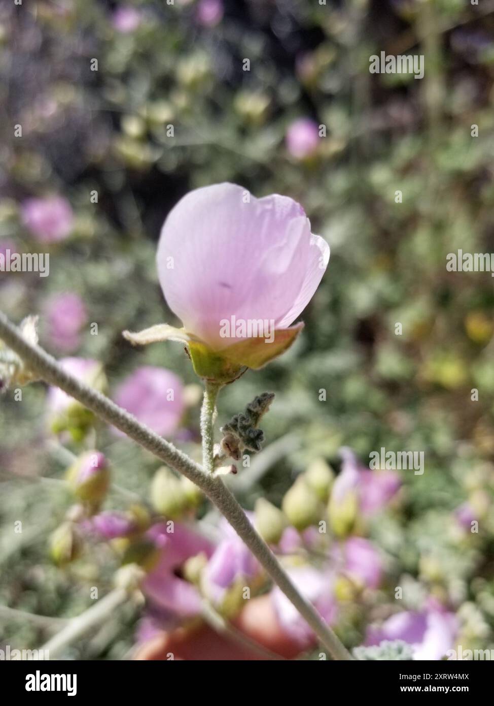 Rose Globemallow (Sphaeralcea ambigua rosacea) Plantae Stock Photo - Alamy