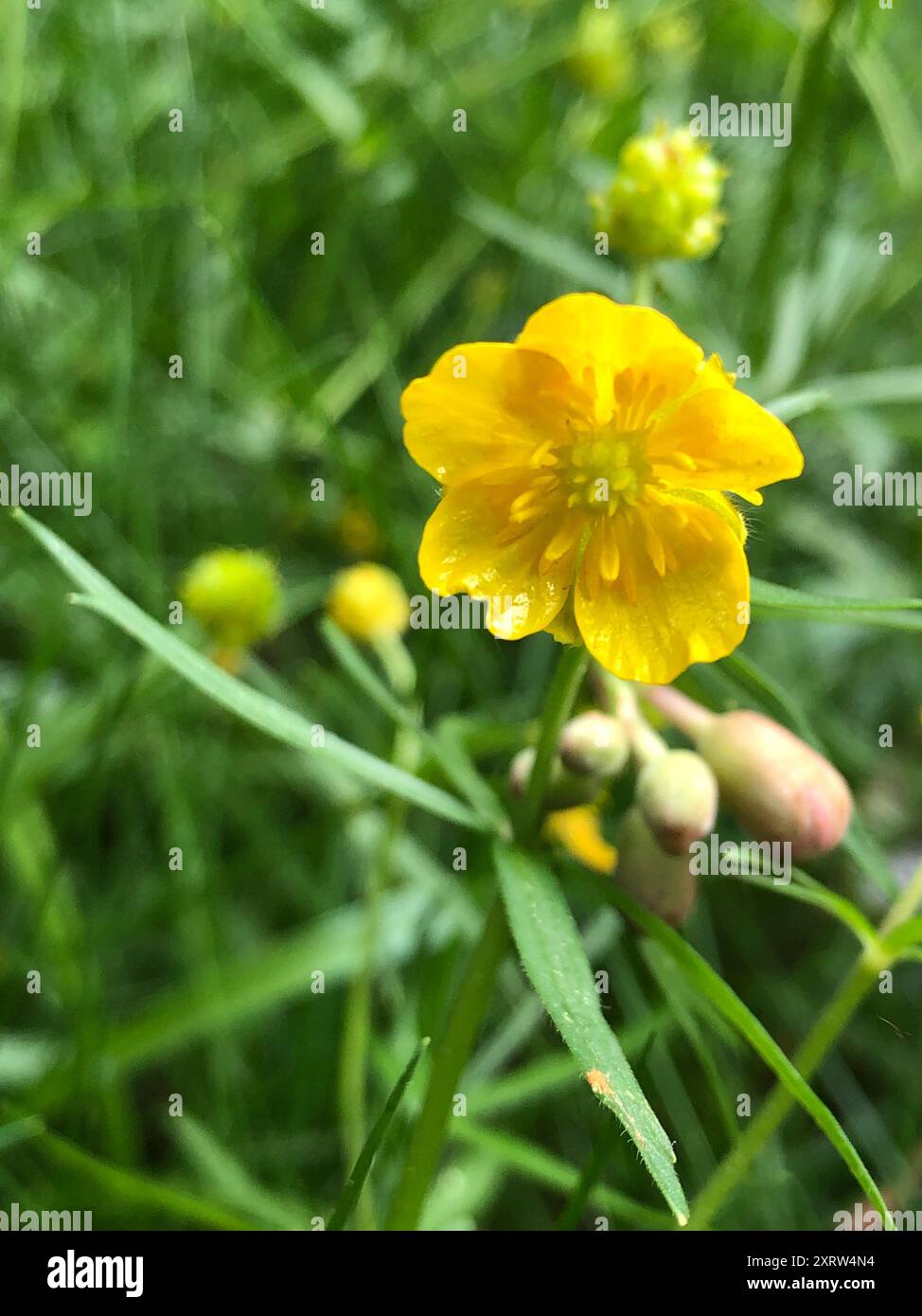 Goldilocks Buttercup (Ranunculus auricomus) Plantae Stock Photo - Alamy