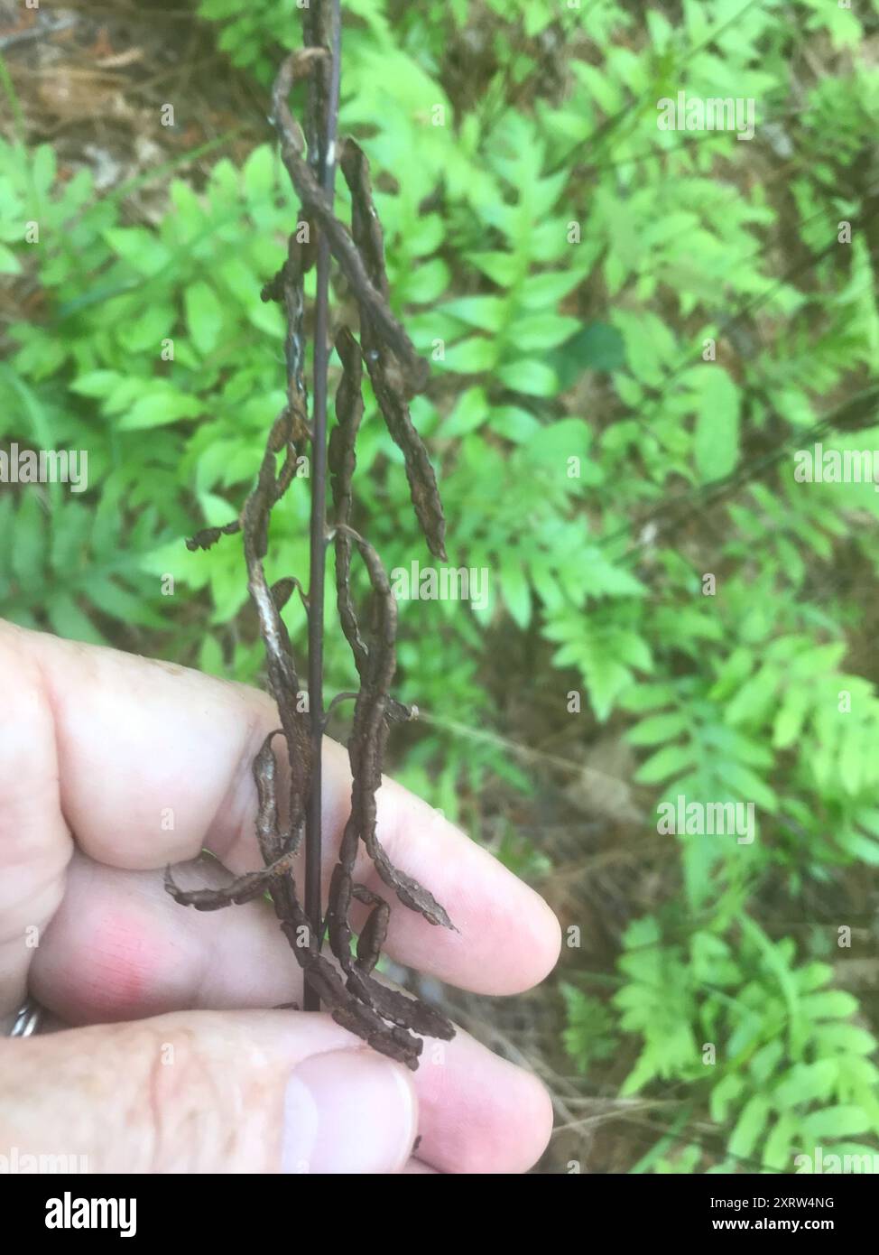 netted chain fern (Woodwardia areolata) Plantae Stock Photo - Alamy
