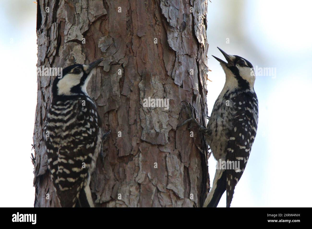 Red-cockaded Woodpecker (Dryobates borealis) Aves Stock Photo - Alamy