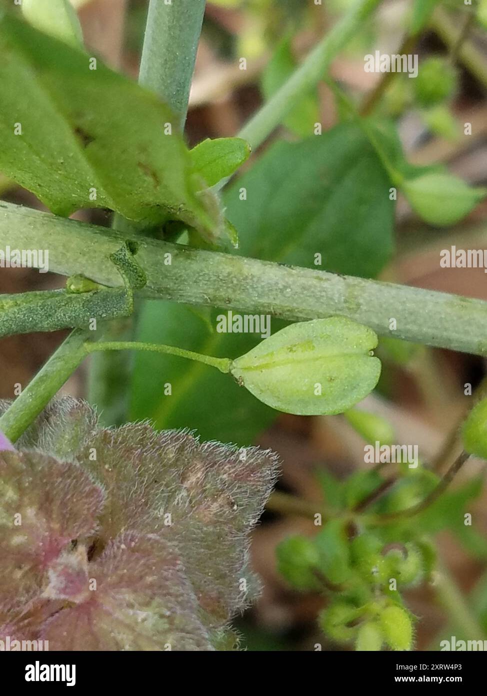 garlic penny-cress (Mummenhoffia alliacea) Plantae Stock Photo - Alamy