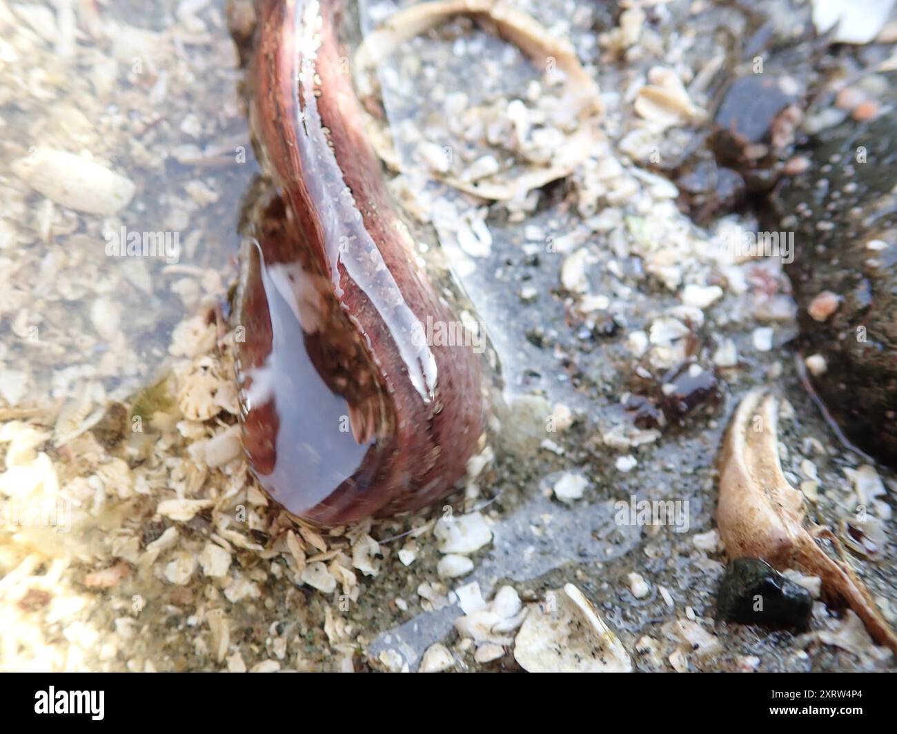 High Cockscomb (Anoplarchus purpurescens) Actinopterygii Stock Photo ...