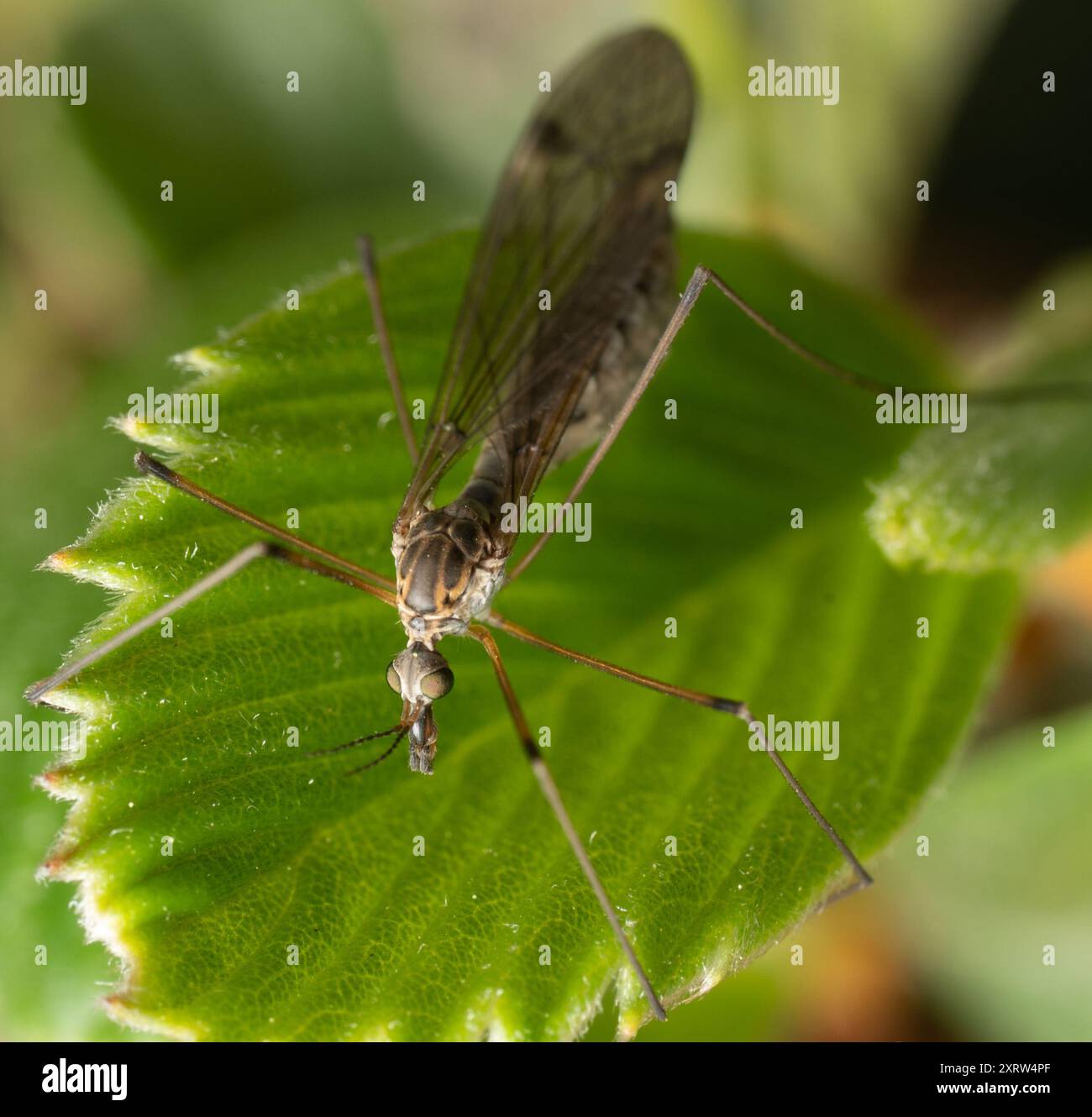 Crane Flies (Tipulomorpha) Insecta Stock Photo - Alamy
