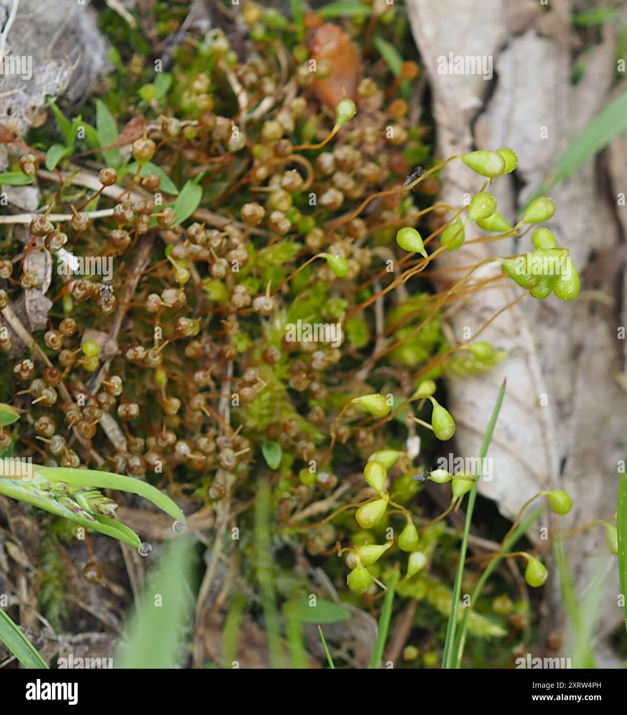 common bladder moss (Physcomitrium pyriforme) Plantae Stock Photo - Alamy
