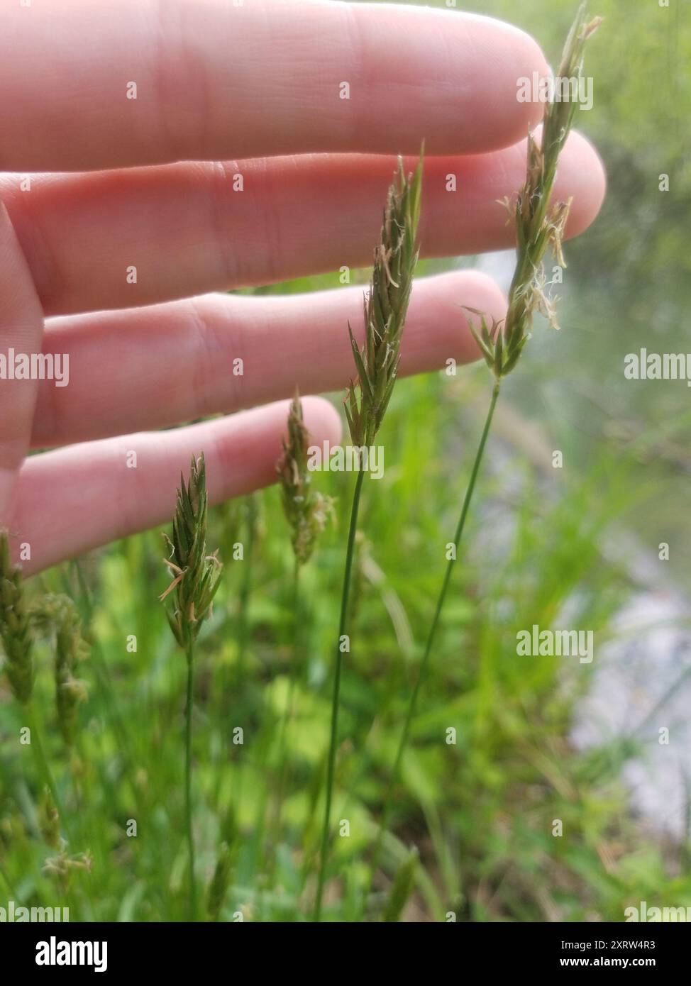 grasses, sedges, cattails, and allies (Poales) Plantae Stock Photo - Alamy
