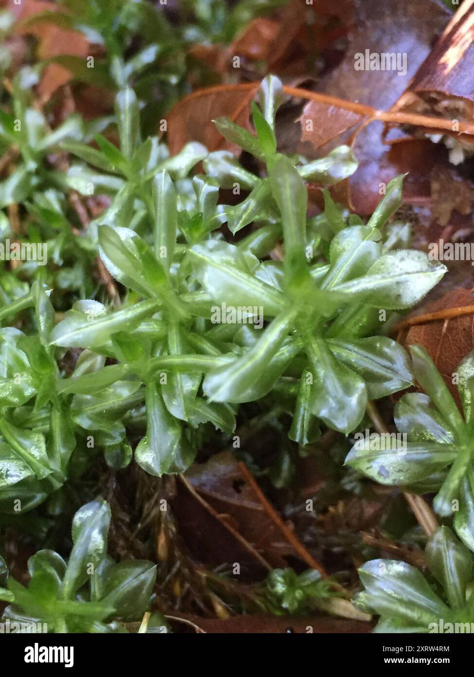 Badge Moss (Plagiomnium insigne) Plantae Stock Photo - Alamy