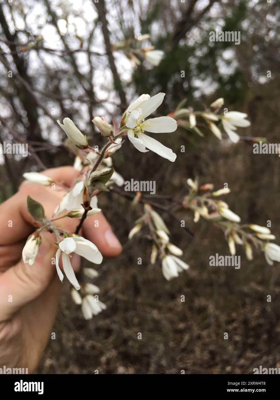 common serviceberry (Amelanchier arborea) Plantae Stock Photo - Alamy