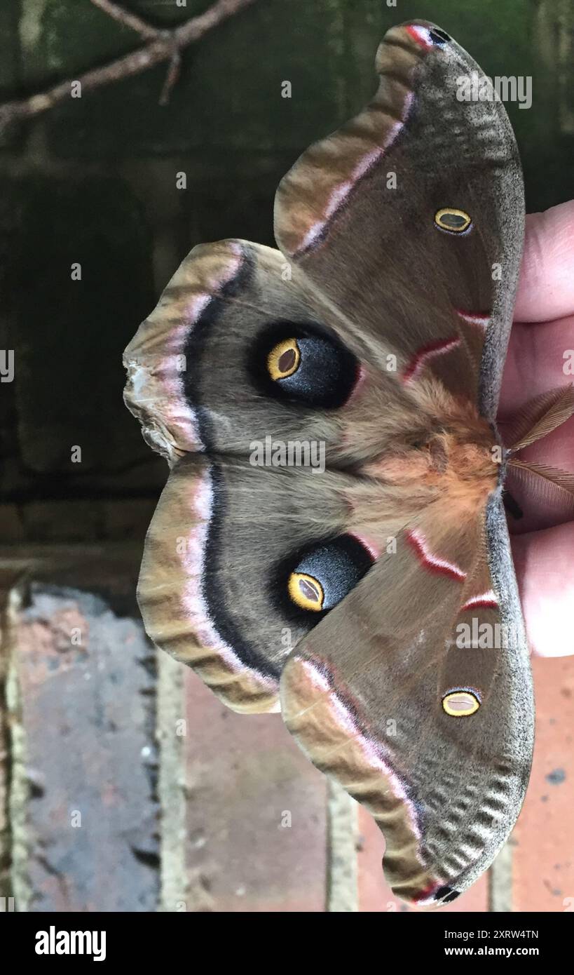 Polyphemus Moth (Antheraea polyphemus) Insecta Stock Photo - Alamy