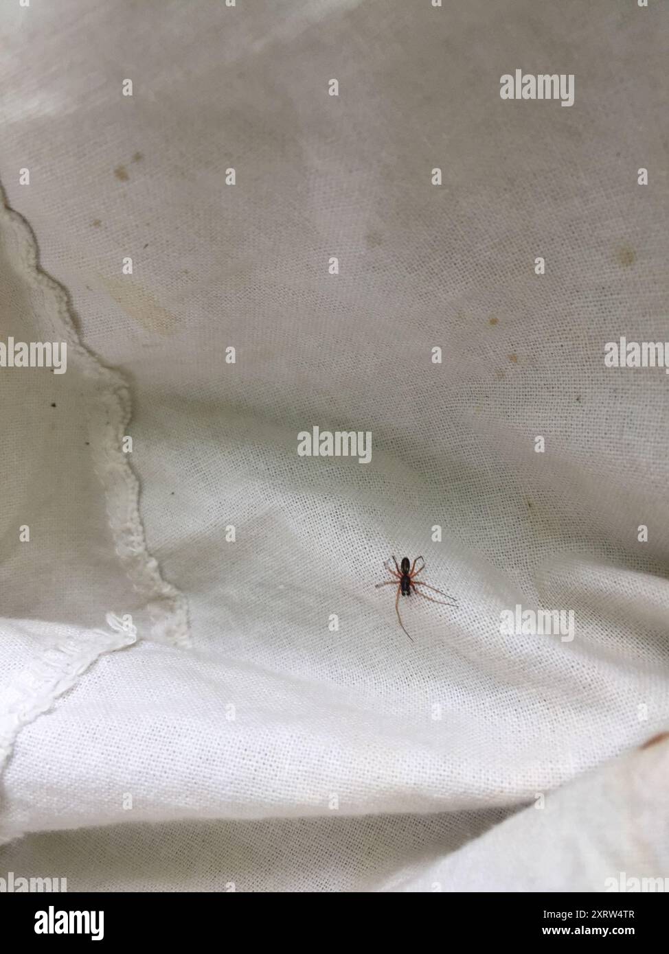 Sheetweb and Dwarf Weavers (Linyphiidae) Arachnida Stock Photo - Alamy