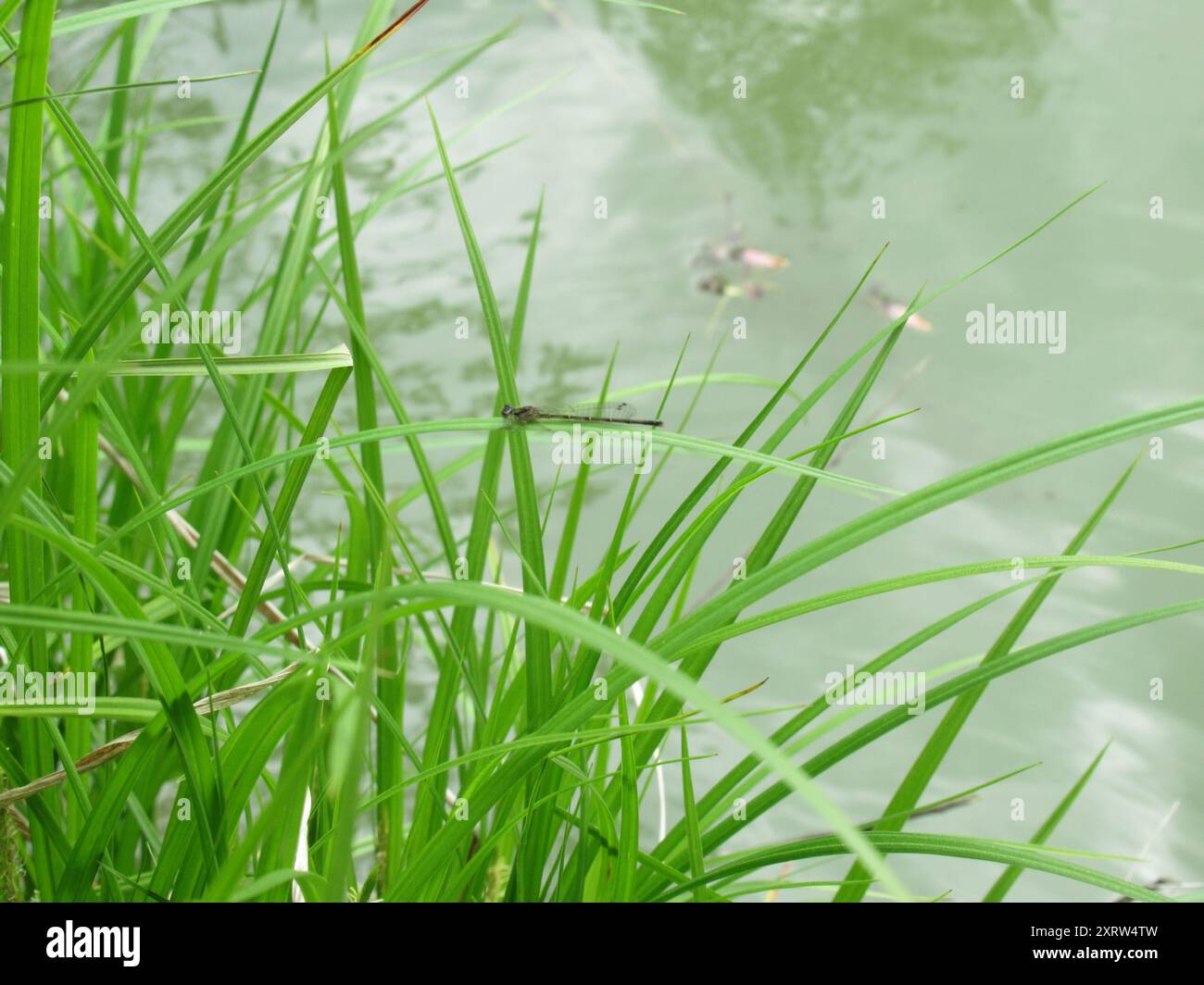 Fragile Forktail (Ischnura posita) Insecta Stock Photo - Alamy