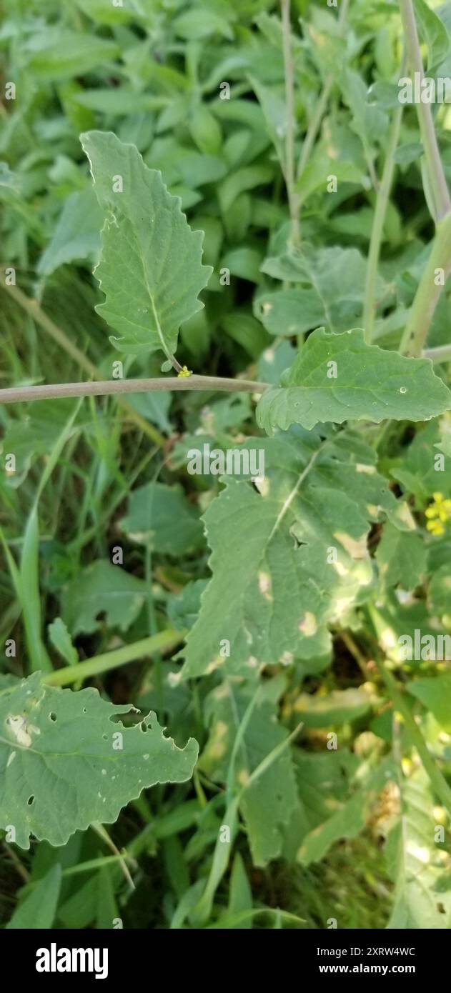 annual bastard cabbage (Rapistrum rugosum) Plantae Stock Photo - Alamy