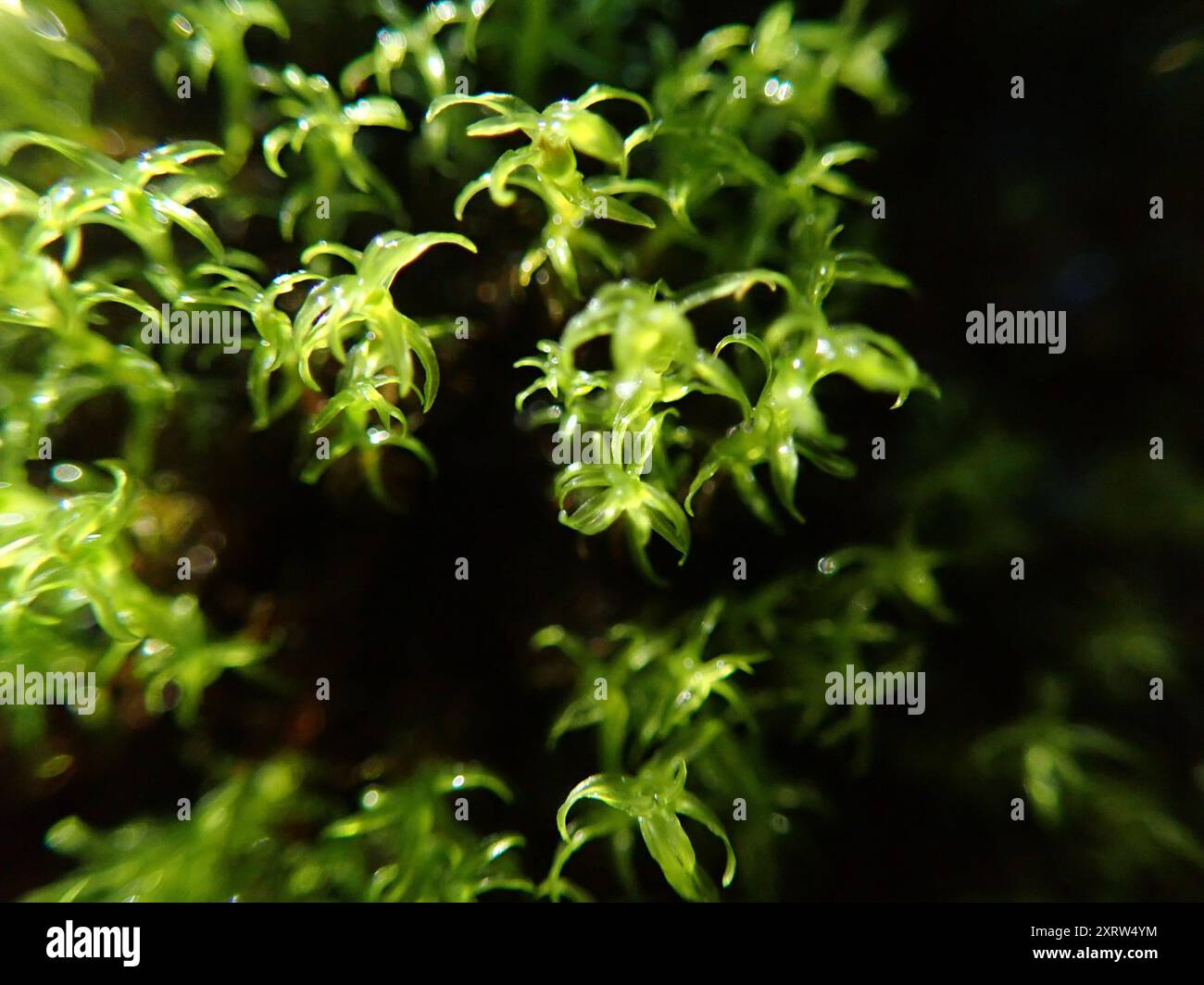 transparent fork-moss (Dichodontium pellucidum) Plantae Stock Photo - Alamy
