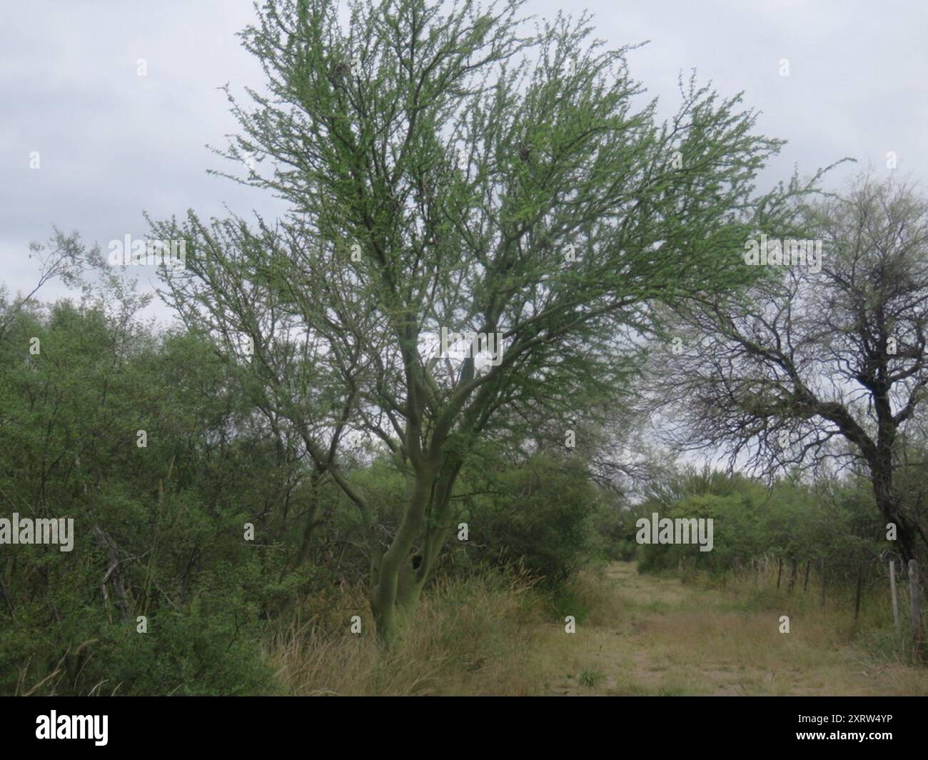 palo brea (Parkinsonia praecox) Plantae Stock Photo - Alamy