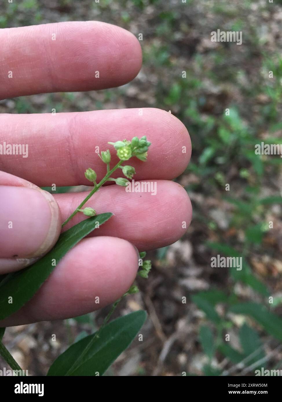 Plateau Silverbush (Ditaxis simulans) Plantae Stock Photo - Alamy