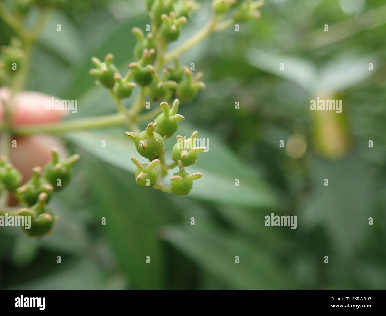 Chinese Hydrangea (Hydrangea chinensis) Plantae Stock Photo - Alamy