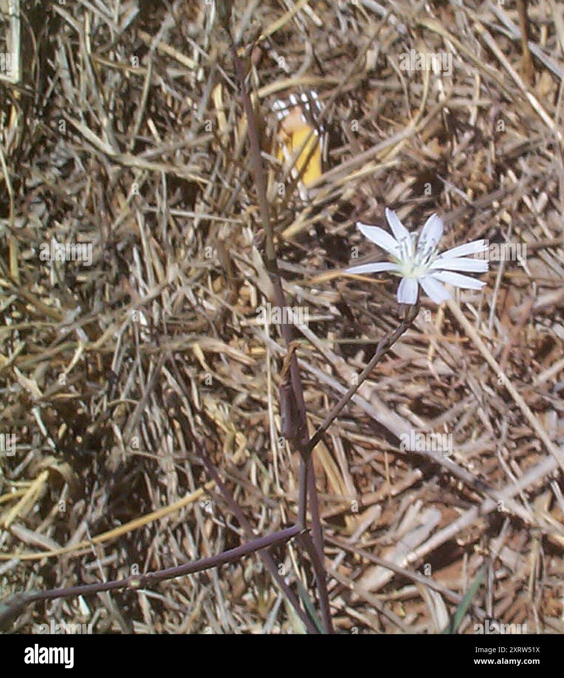 African Lettuce (Lactuca inermis) Plantae Stock Photo - Alamy