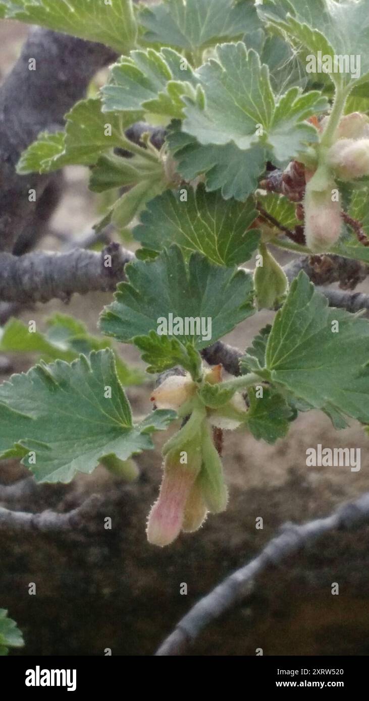 wax currant (Ribes cereum) Plantae Stock Photo - Alamy