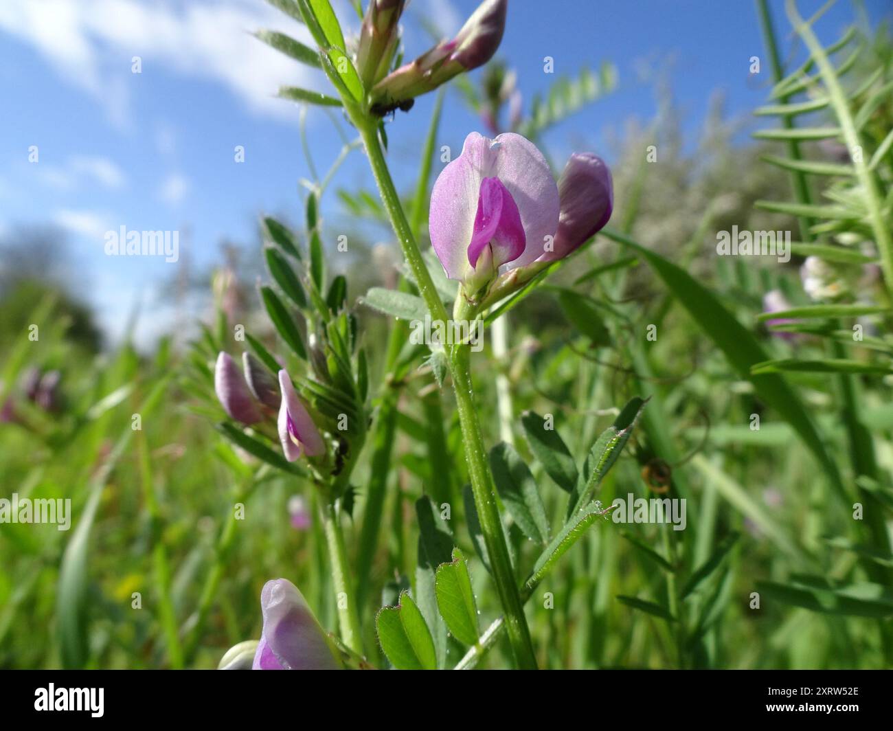 Common Vetch (Vicia sativa) Plantae Stock Photo - Alamy