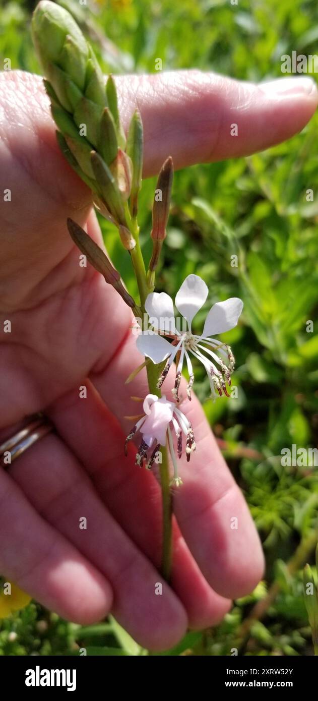 roadside gaura (Oenothera suffulta) Plantae Stock Photo - Alamy