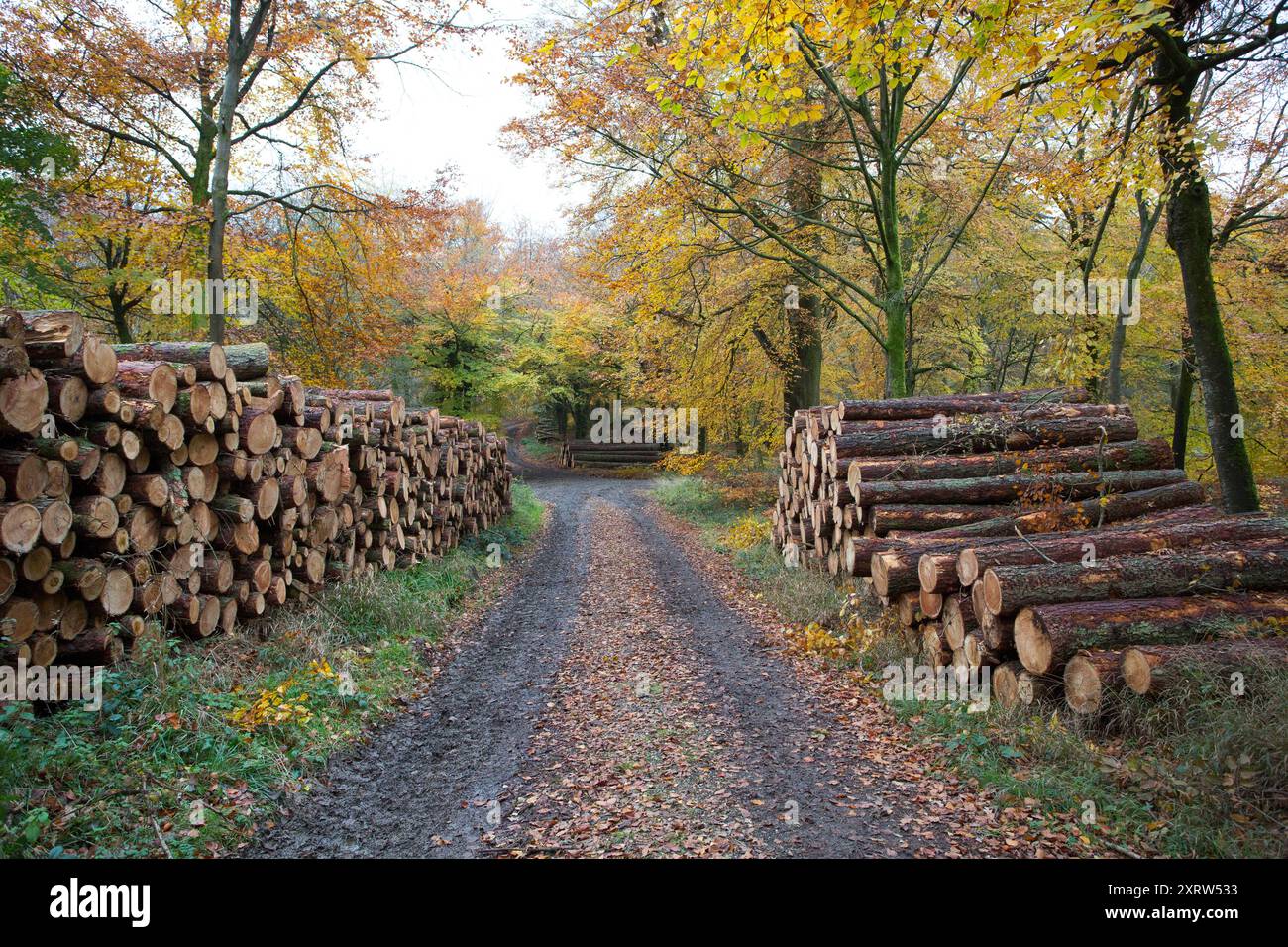 Logs and large tree trunks stacked logs in a forest after being cut ...
