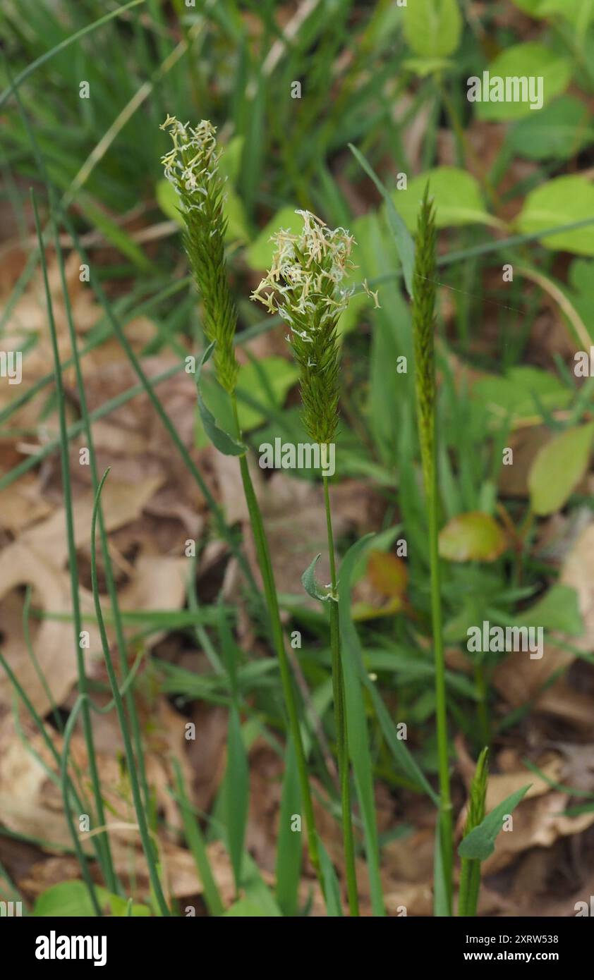 sweet vernal grass (Anthoxanthum odoratum) Plantae Stock Photo - Alamy
