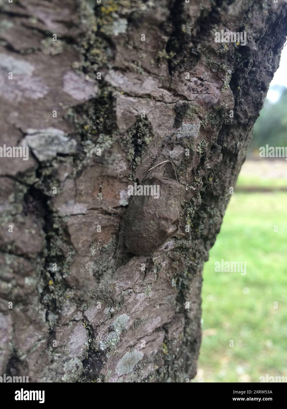 New World Flannel Moths (Megalopygidae) Insecta Stock Photo - Alamy