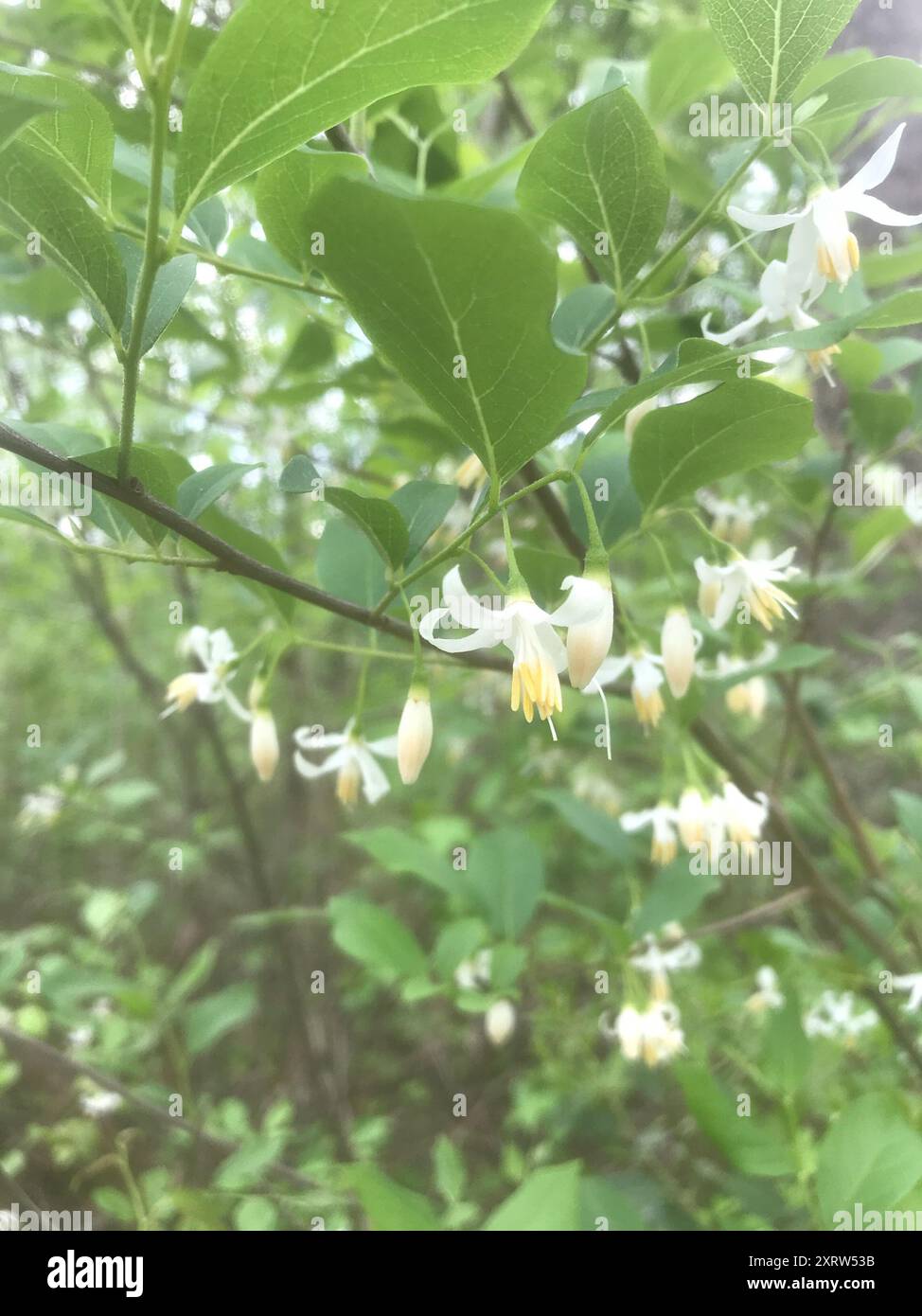 American Snowbell (Styrax americanus) Plantae Stock Photo - Alamy